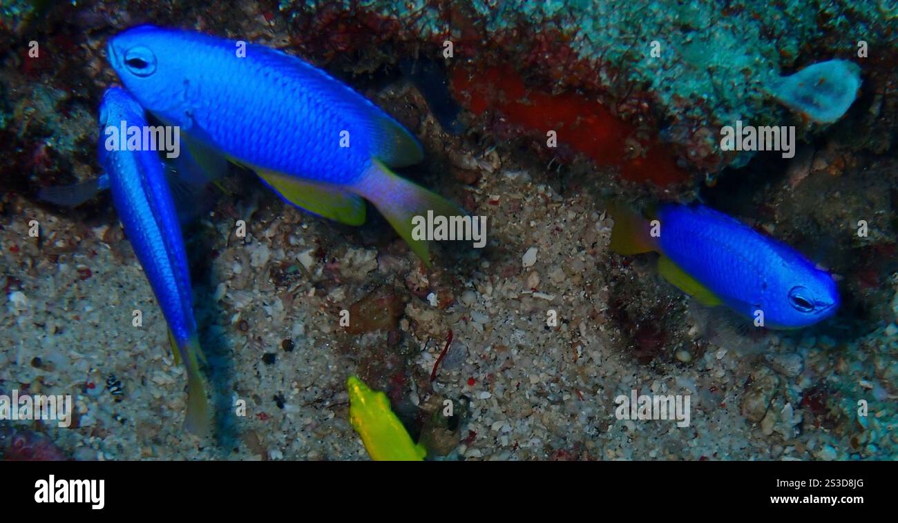 Neon Damselfish (Pomacentrus coelestis Stock Photo - Alamy