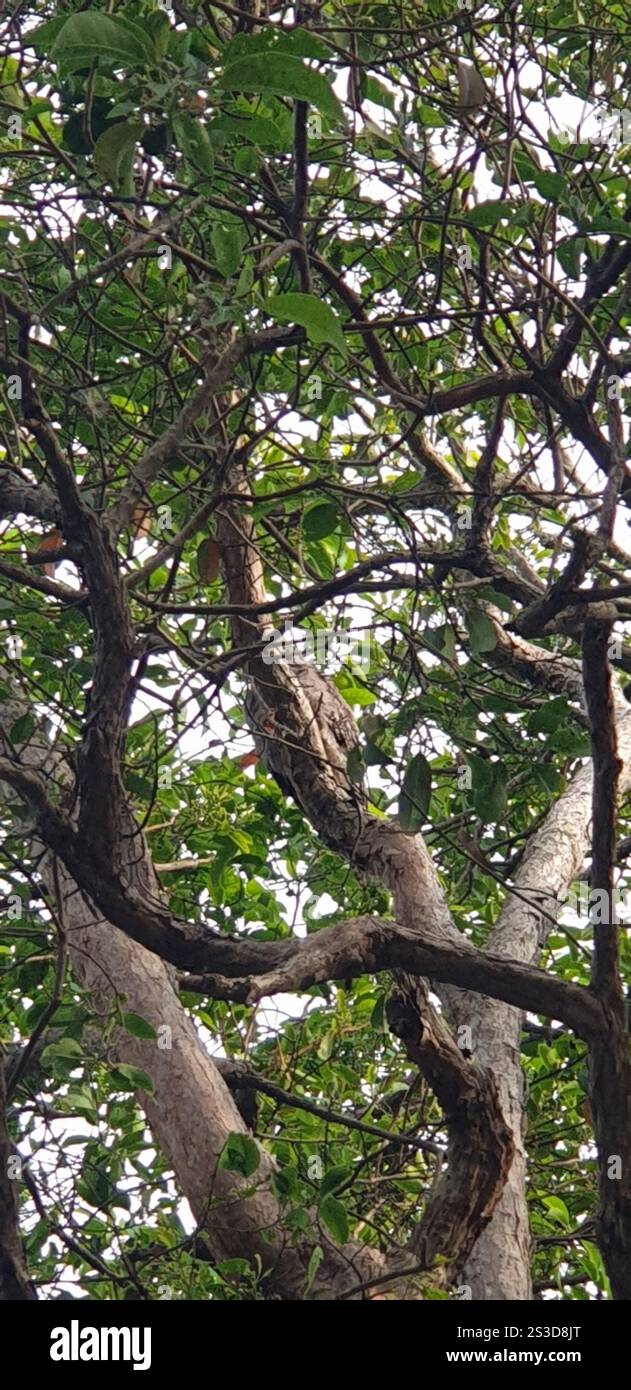 Tawny Frogmouth (Podargus strigoides Stock Photo - Alamy