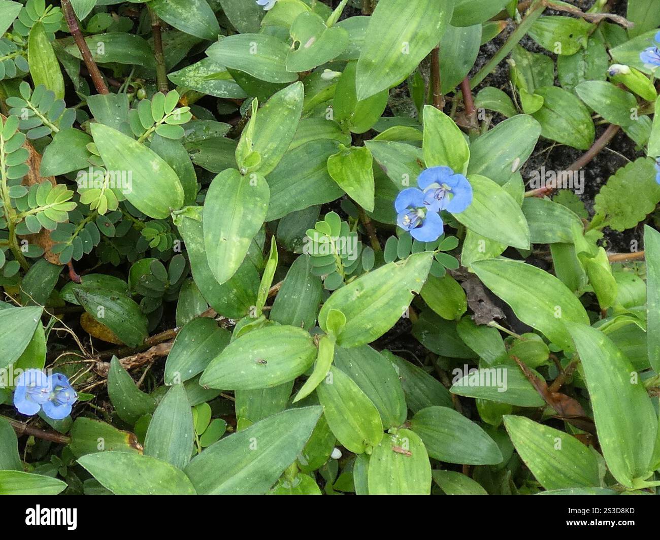 climbing dayflower (Commelina diffusa Stock Photo - Alamy