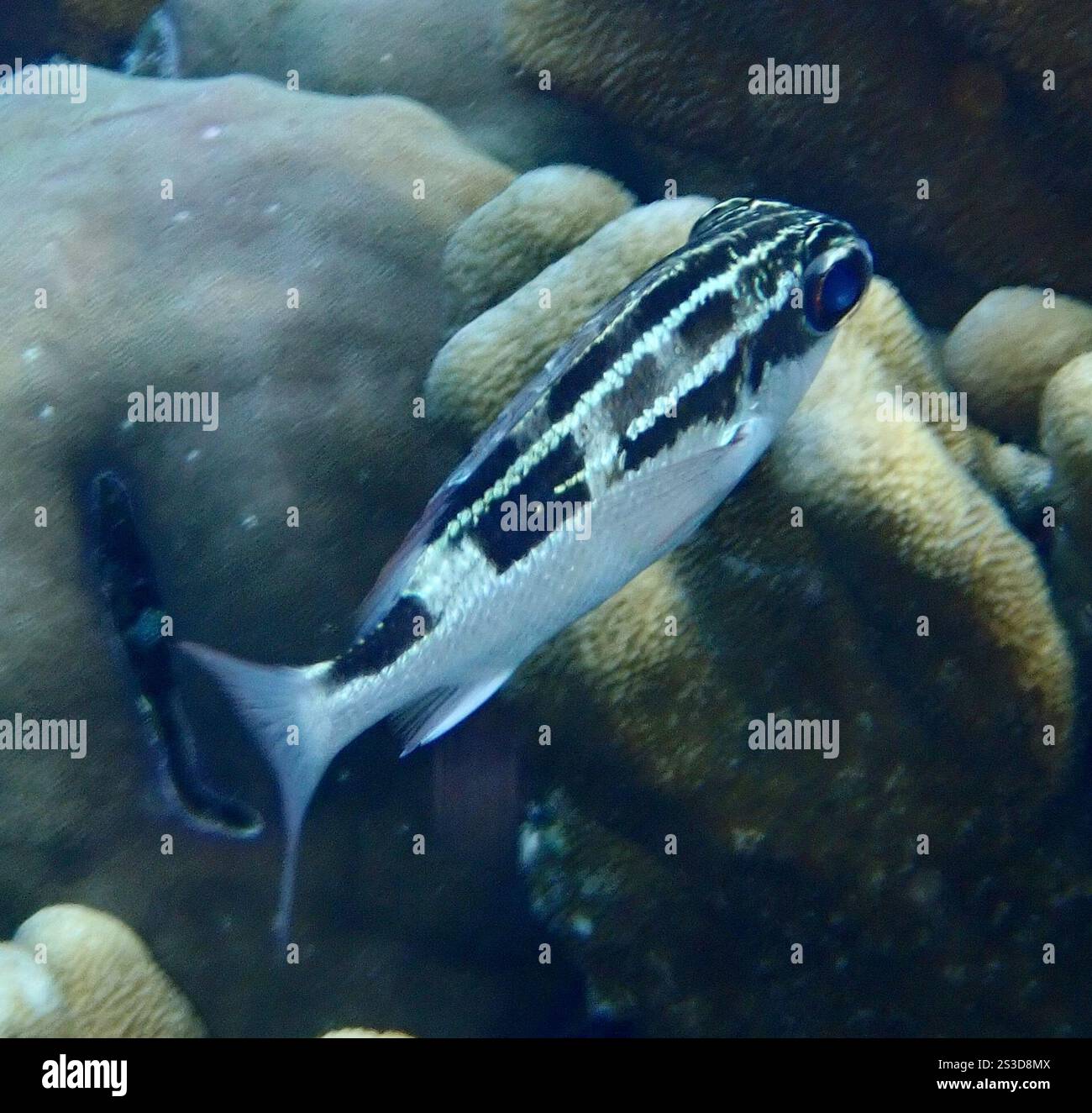 Lined Monocle Bream (Scolopsis lineata Stock Photo - Alamy
