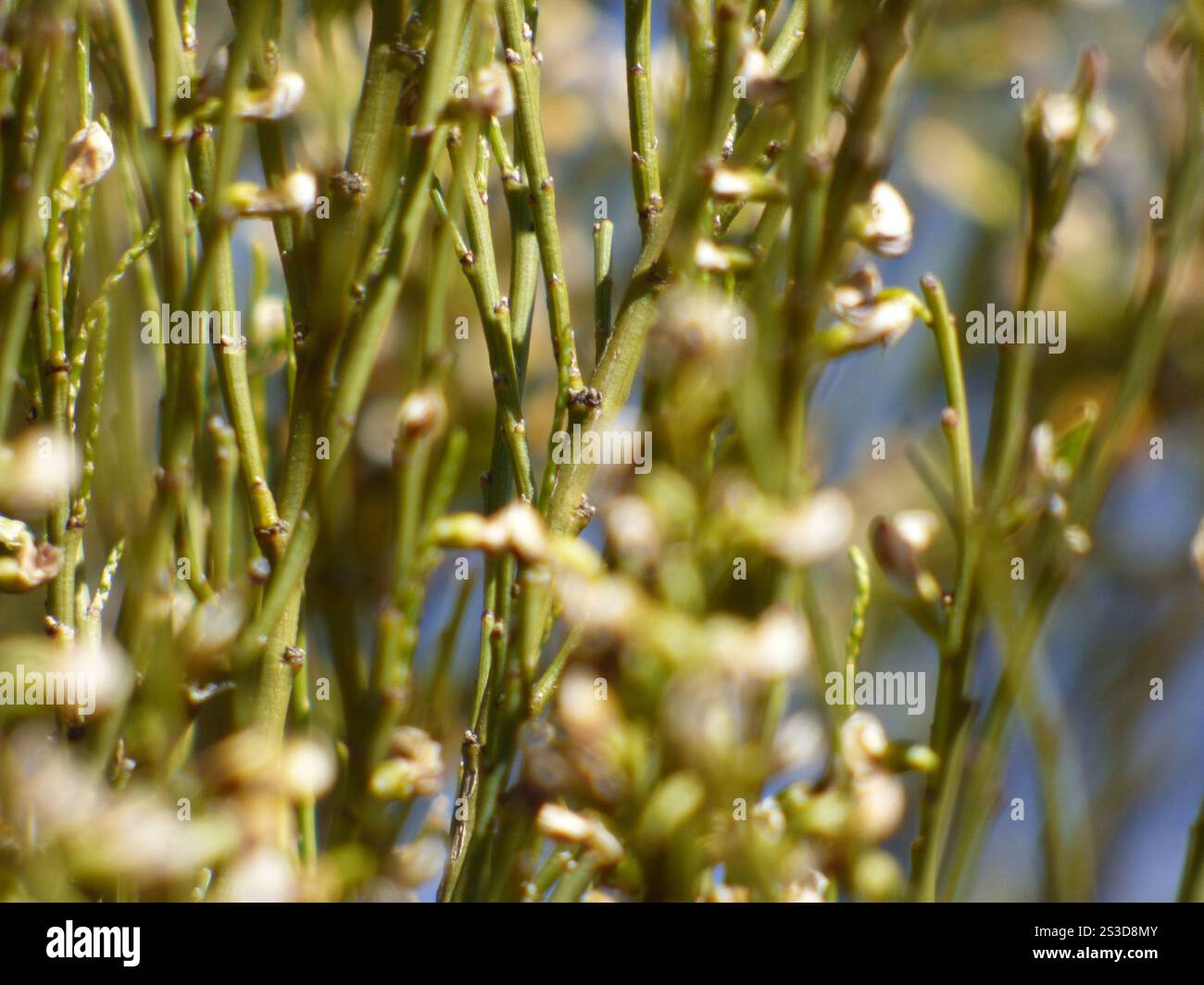 desert broombush (Templetonia egena Stock Photo - Alamy