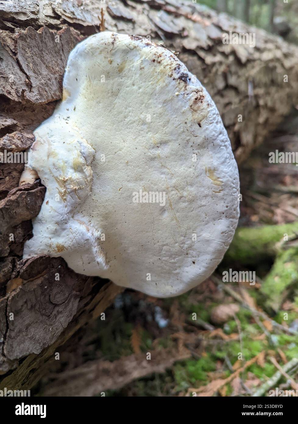 Northern Red Belt (Fomitopsis mounceae Stock Photo - Alamy