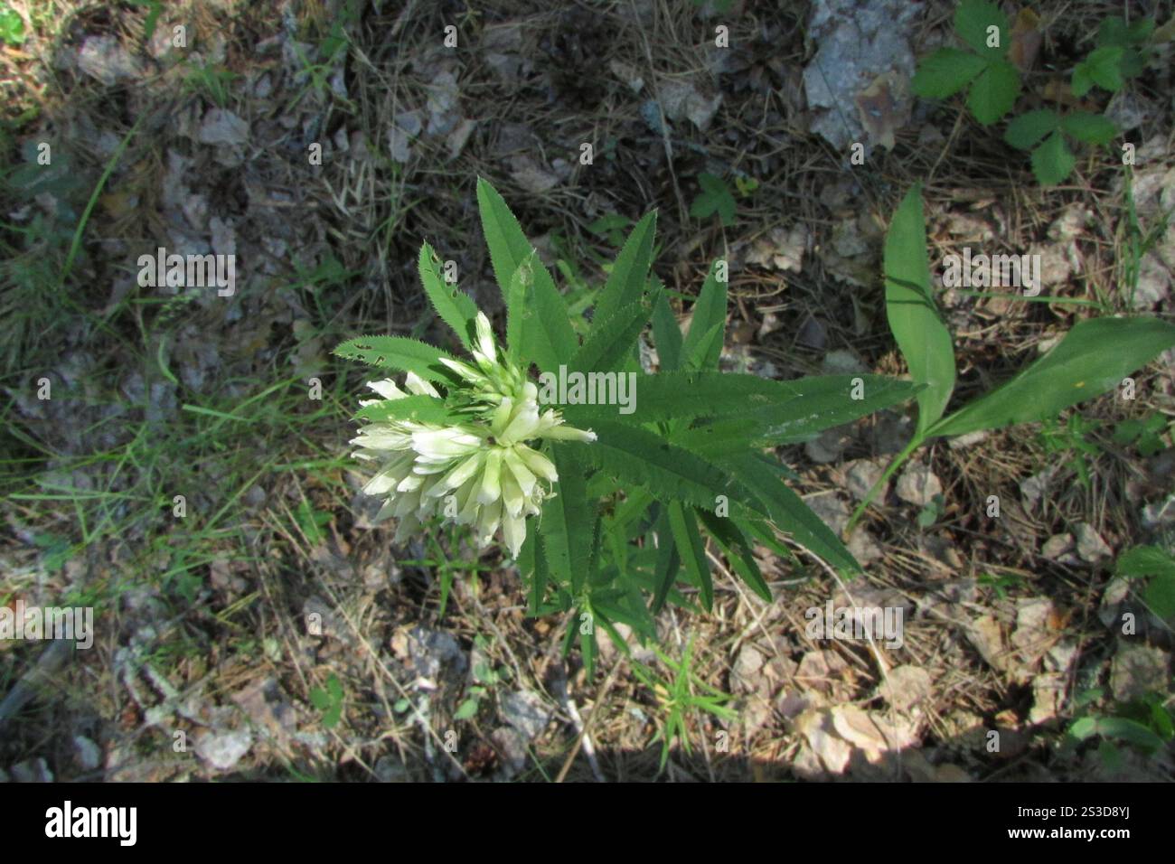 lupine clover (Trifolium lupinaster Stock Photo - Alamy