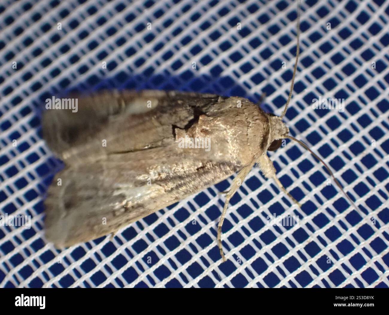 Owlet Moths and Allies (Noctuoidea Stock Photo - Alamy