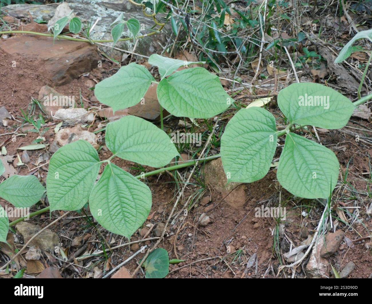 wild yam (Dioscorea dregeana Stock Photo - Alamy