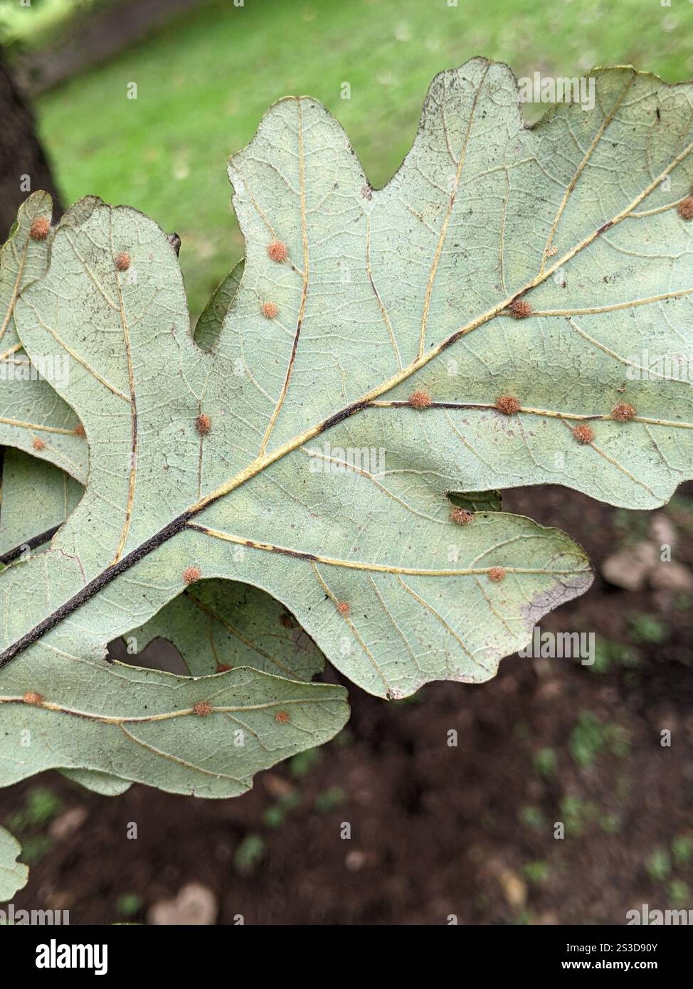 oak flake gall wasp (Neuroterus quercusverrucarum Stock Photo - Alamy