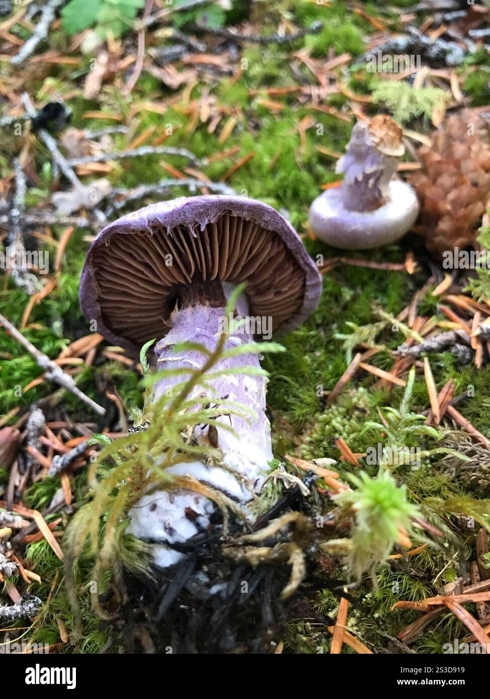 gassy webcap (Cortinarius traganus Stock Photo - Alamy