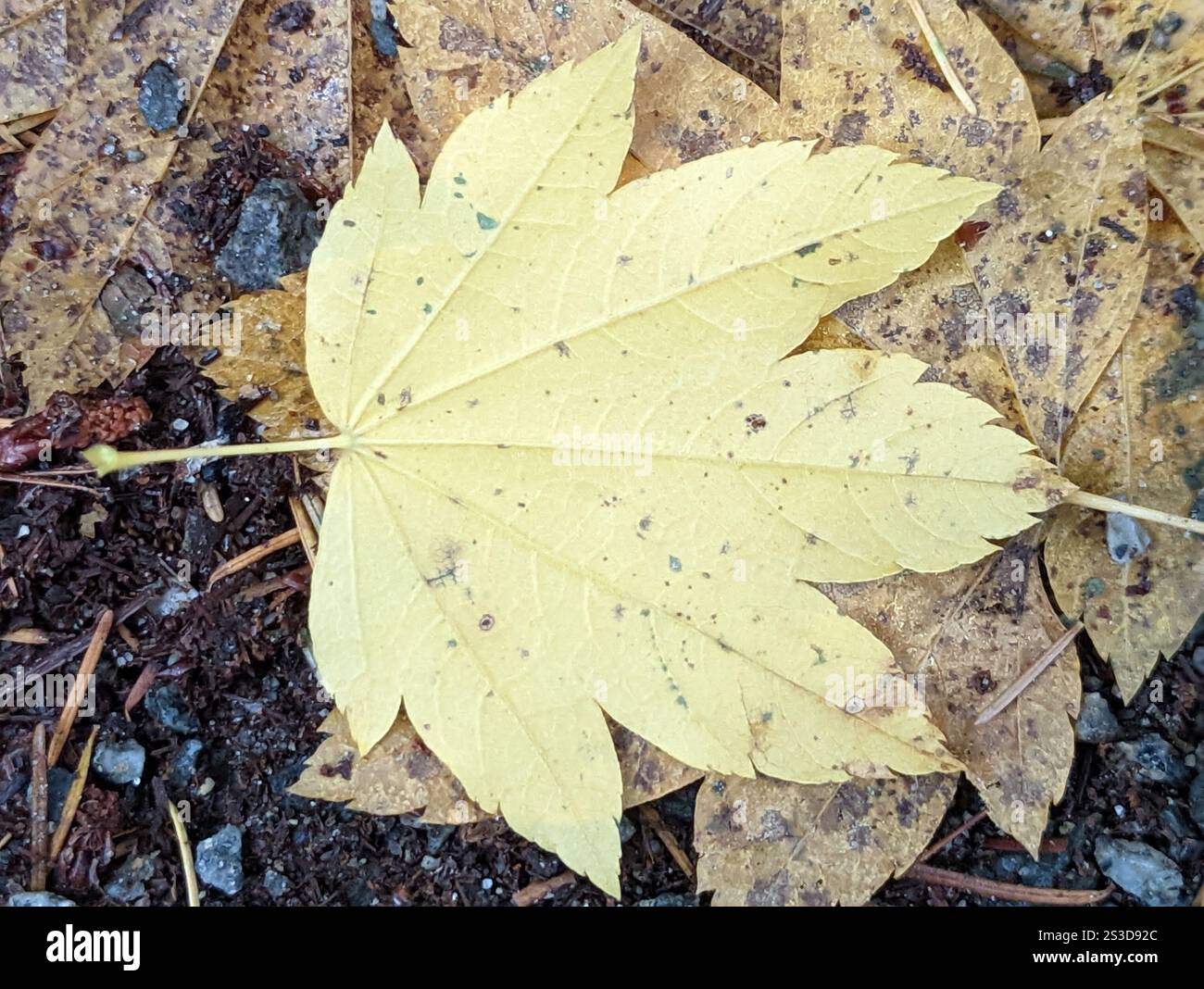 Vine Maple (Acer circinatum Stock Photo - Alamy