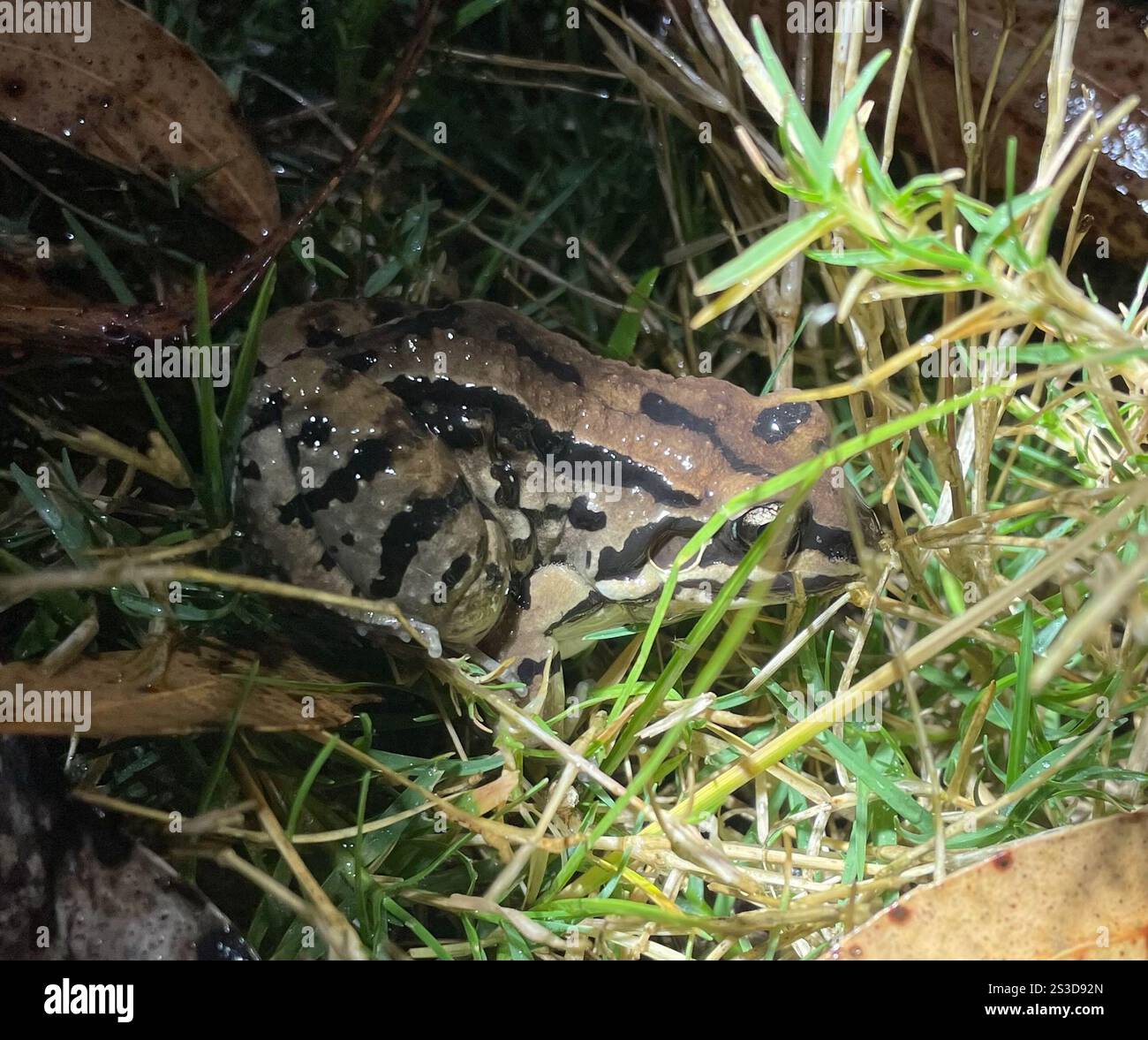 Mustached Frog (Leptodactylus mystacinus Stock Photo - Alamy