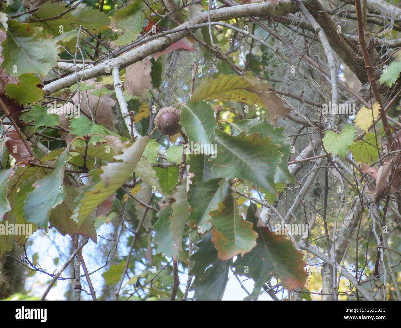 swamp chestnut oak (Quercus michauxii Stock Photo - Alamy