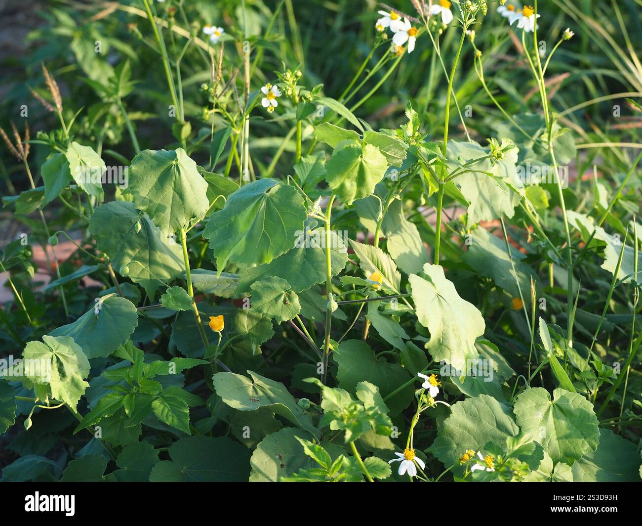 Indian Mallow (Abutilon indicum Stock Photo - Alamy