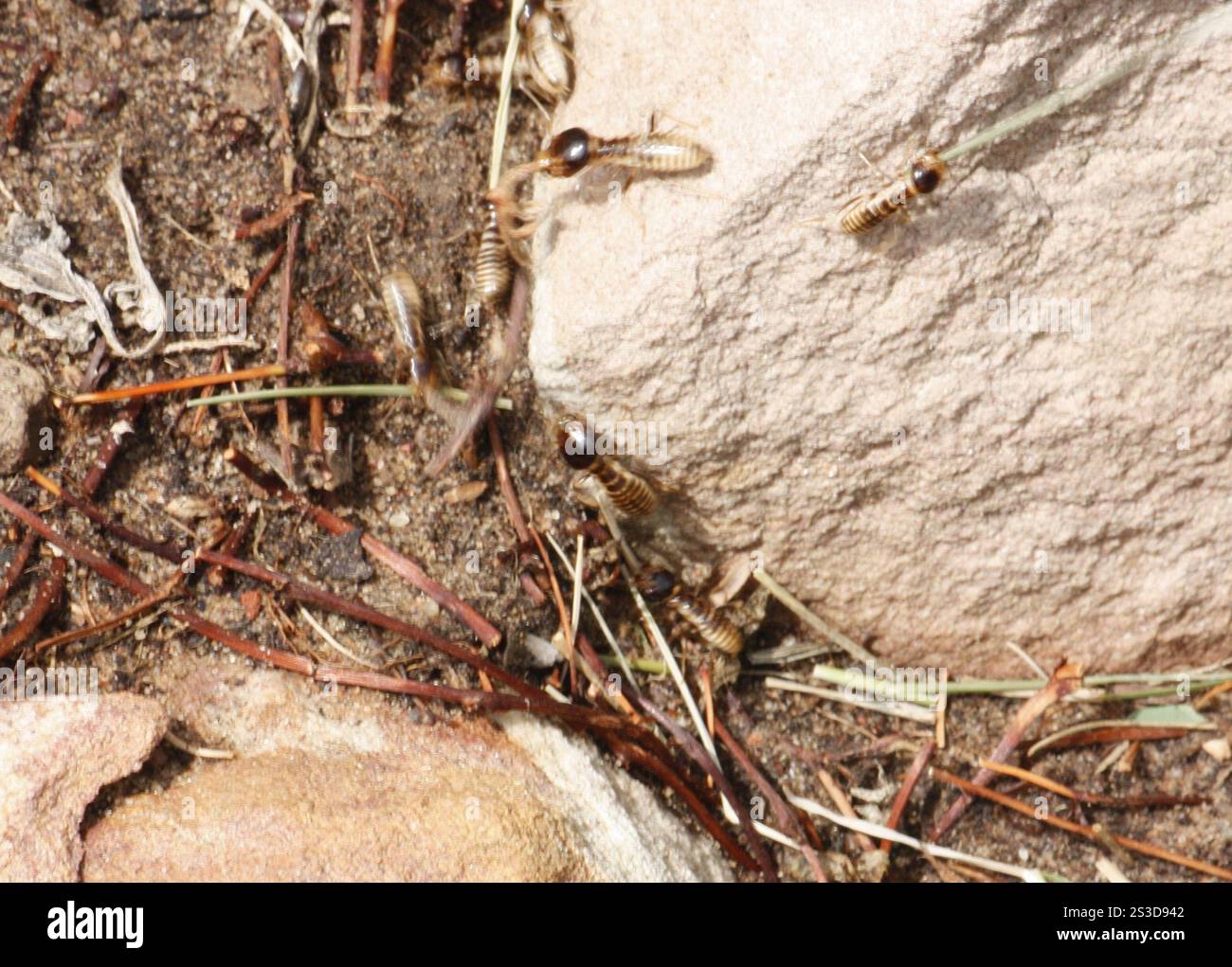 Northern Harvester Termite (Hodotermes mossambicus Stock Photo - Alamy