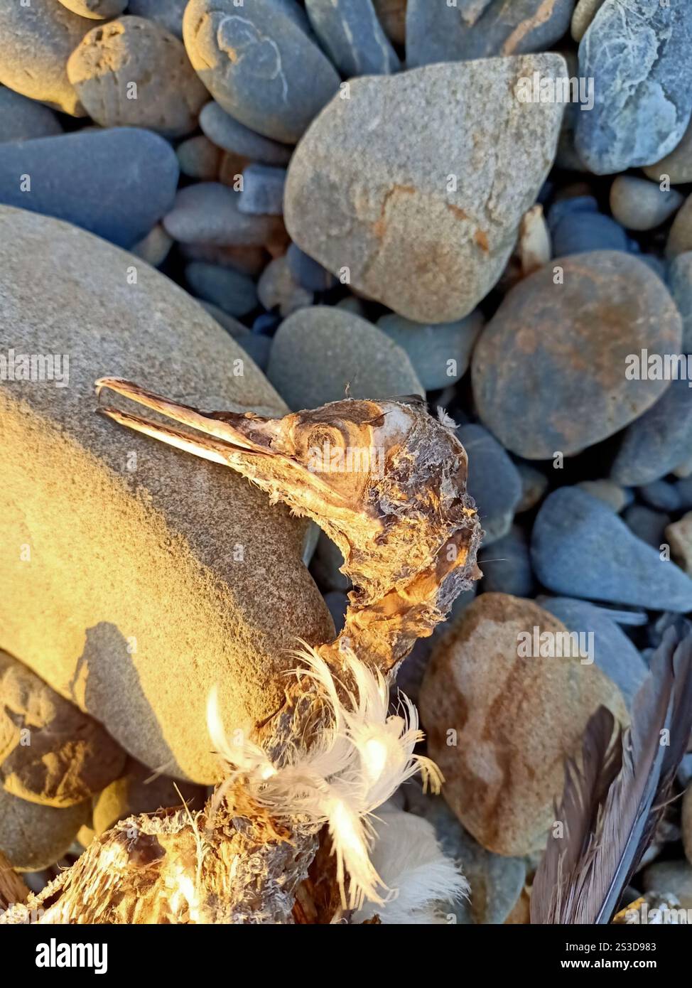 Fluttering Shearwater (Puffinus gavia Stock Photo - Alamy