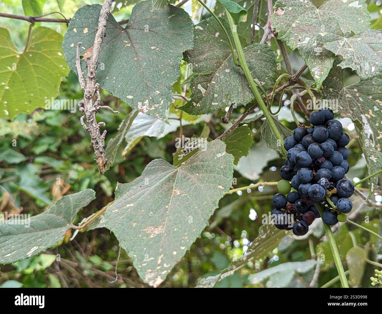 West Indian grape (Vitis tiliifolia Stock Photo - Alamy
