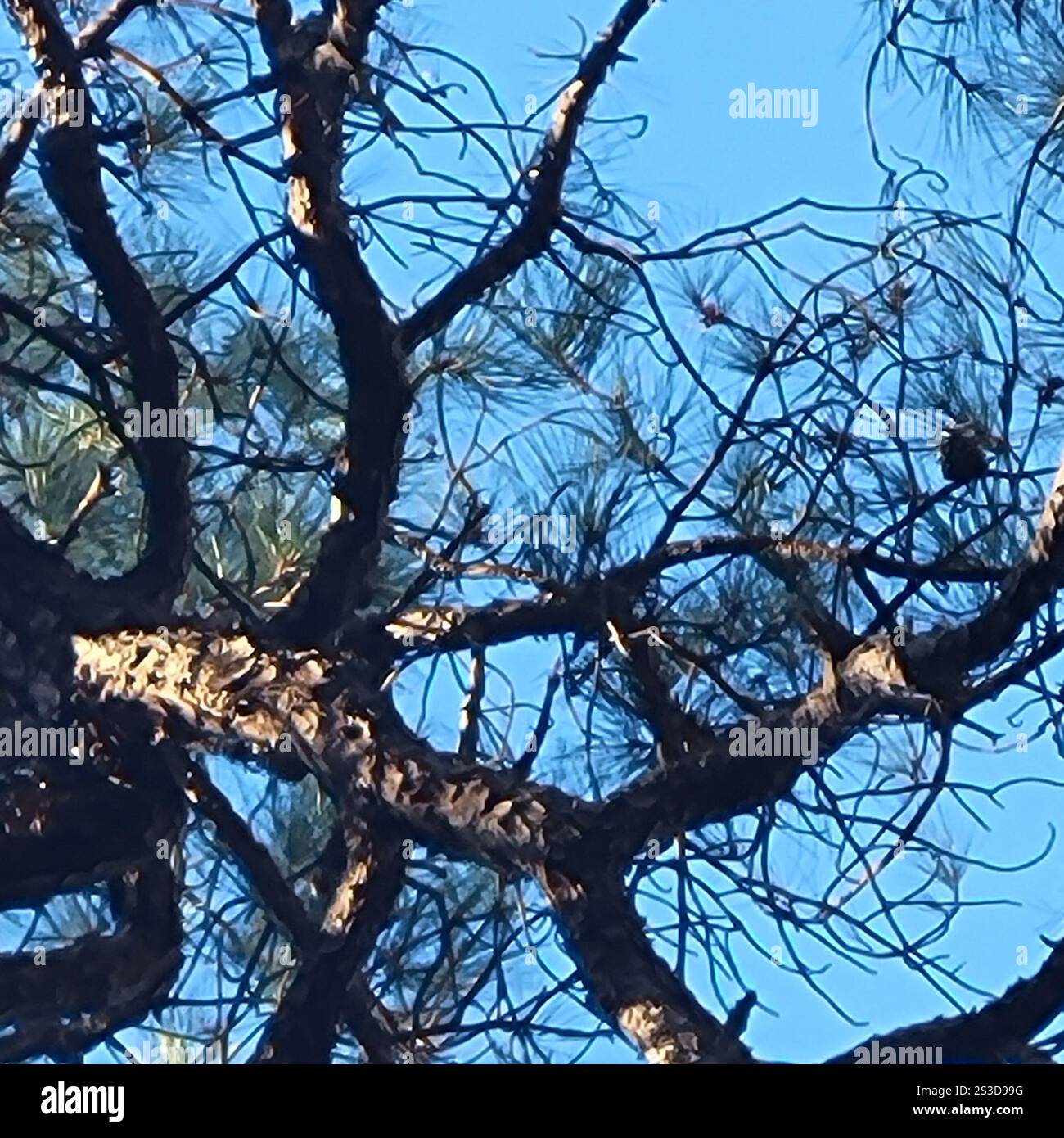 pitch pine (Pinus rigida Stock Photo - Alamy