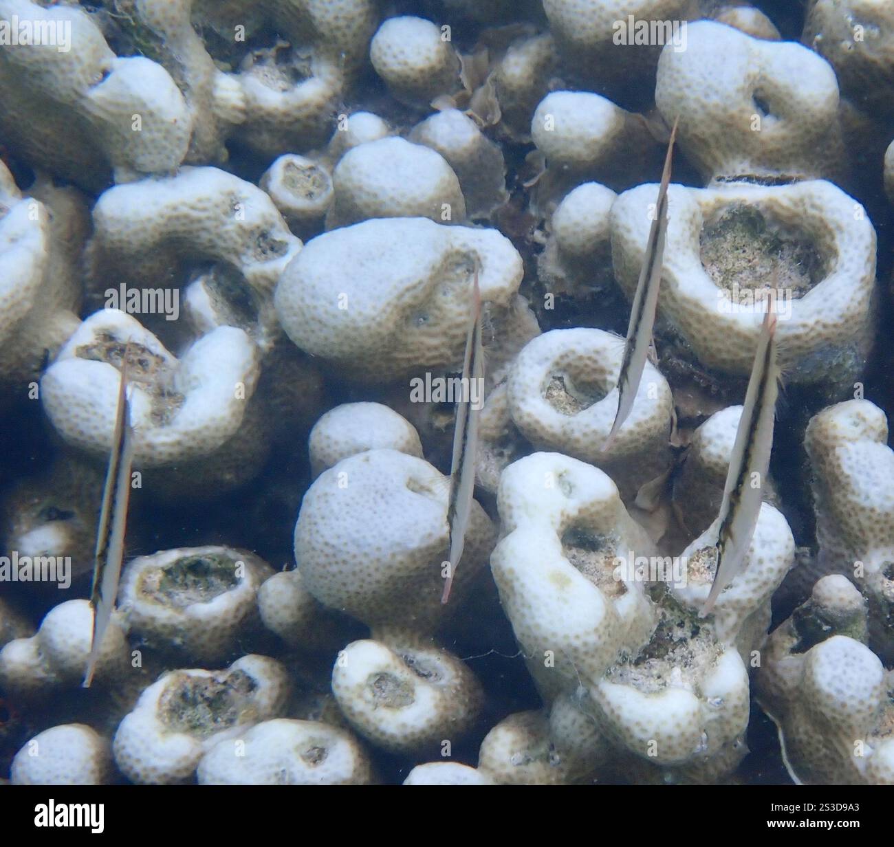 Jointed Razorfish (Aeoliscus strigatus Stock Photo - Alamy