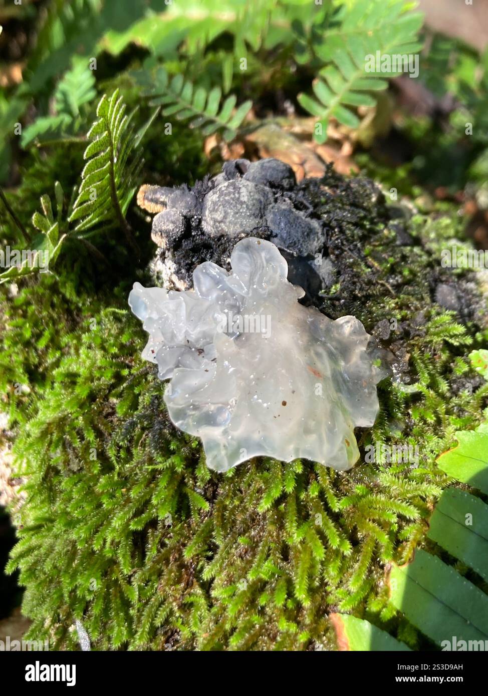 snow fungus (Tremella fuciformis Stock Photo - Alamy