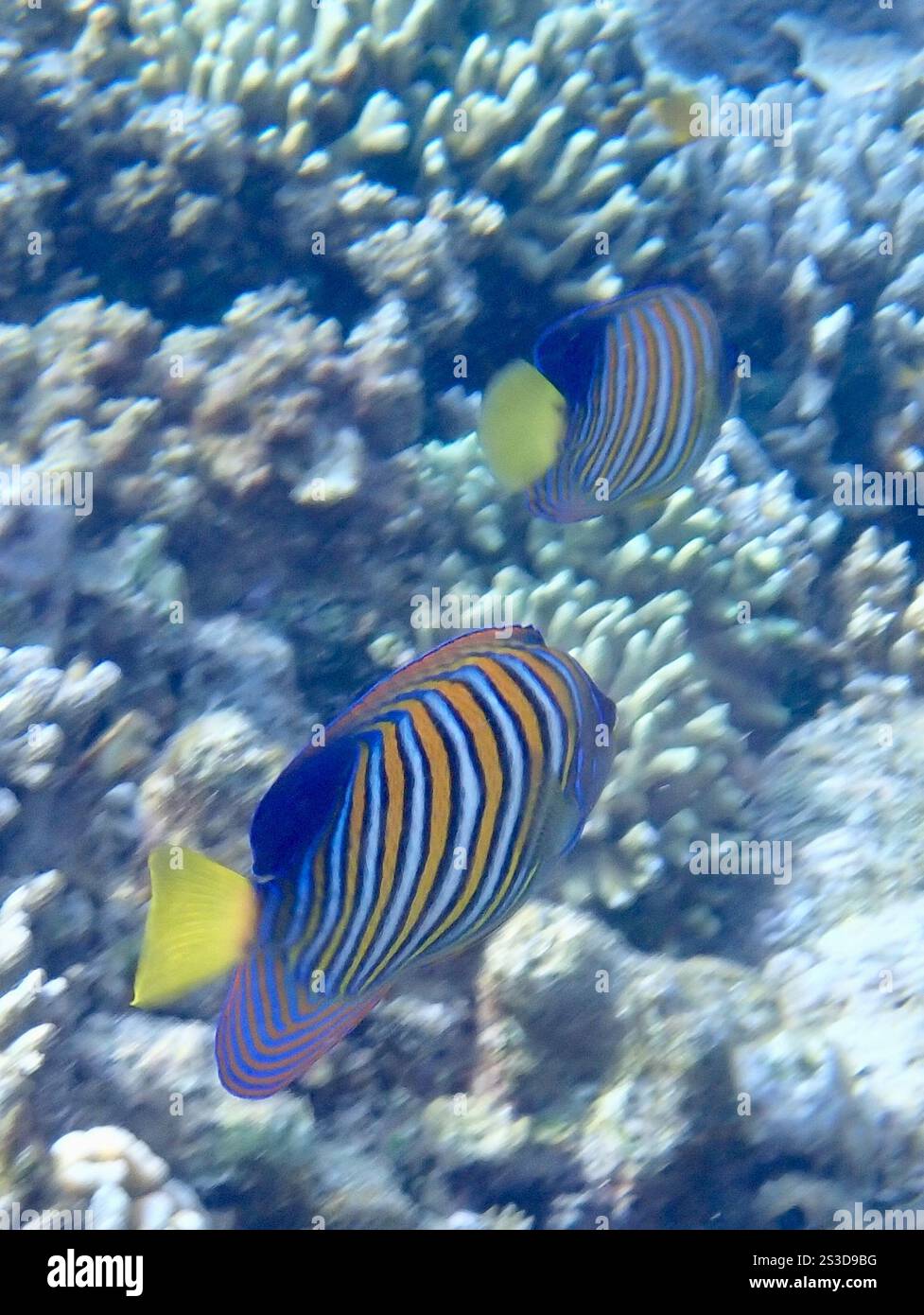 Regal Angelfish (Pygoplites diacanthus Stock Photo - Alamy