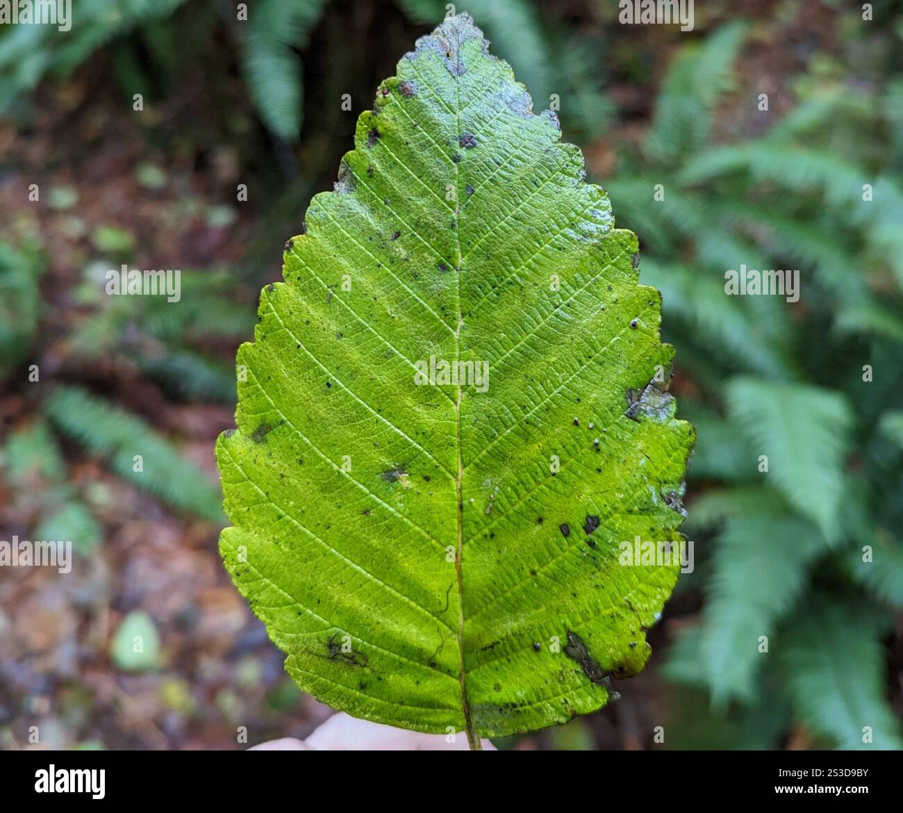 Red Alder (Alnus rubra Stock Photo - Alamy