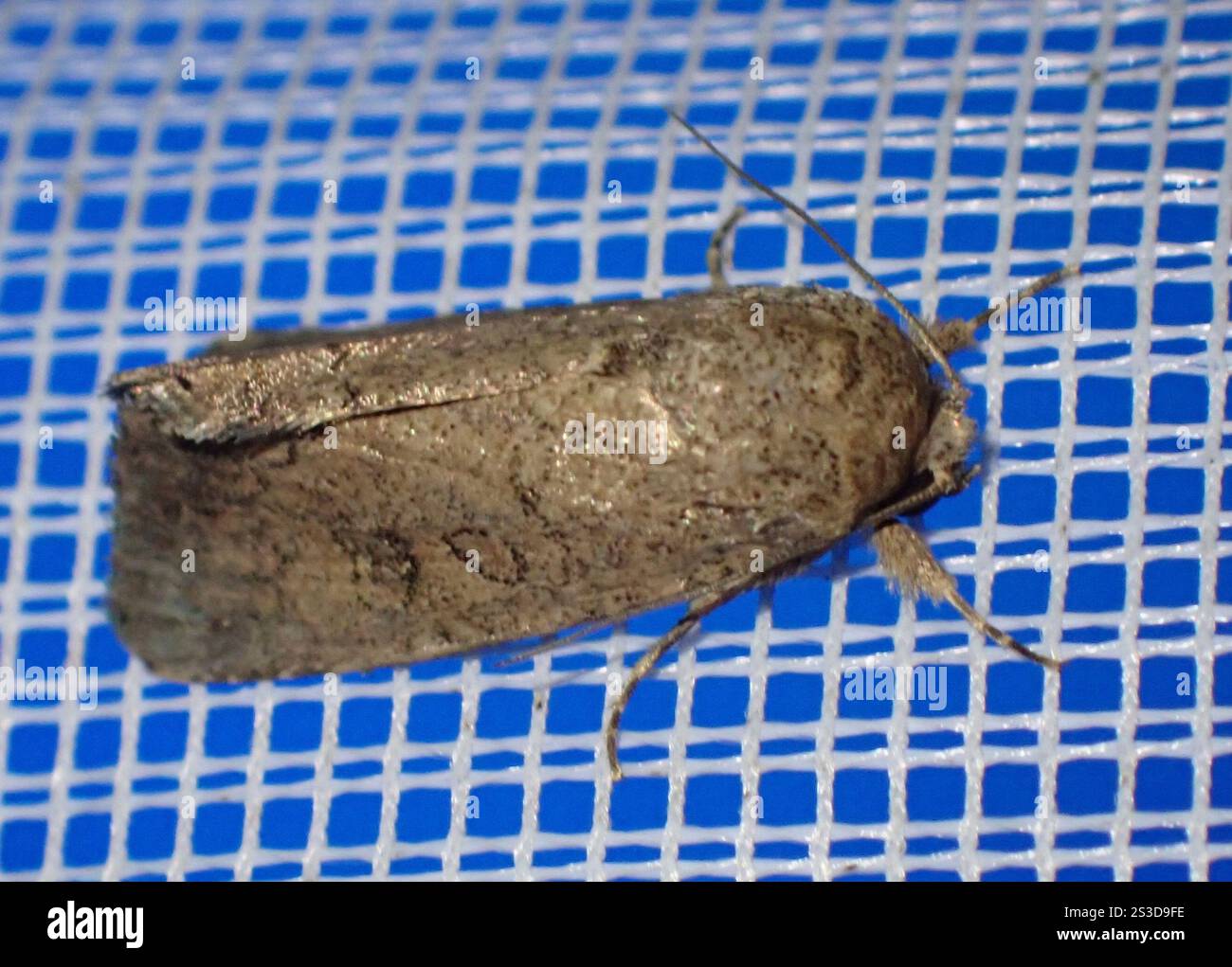 Cutworms and Dart Moths (Noctuinae Stock Photo - Alamy