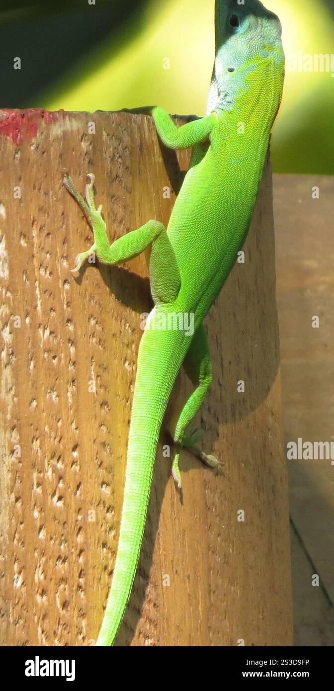 East Dominican Green Anole (Anolis callainus Stock Photo - Alamy