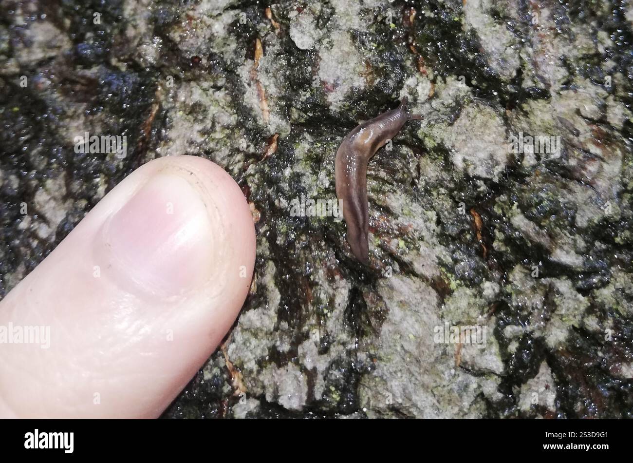 Tree slug (Lehmannia marginata Stock Photo - Alamy