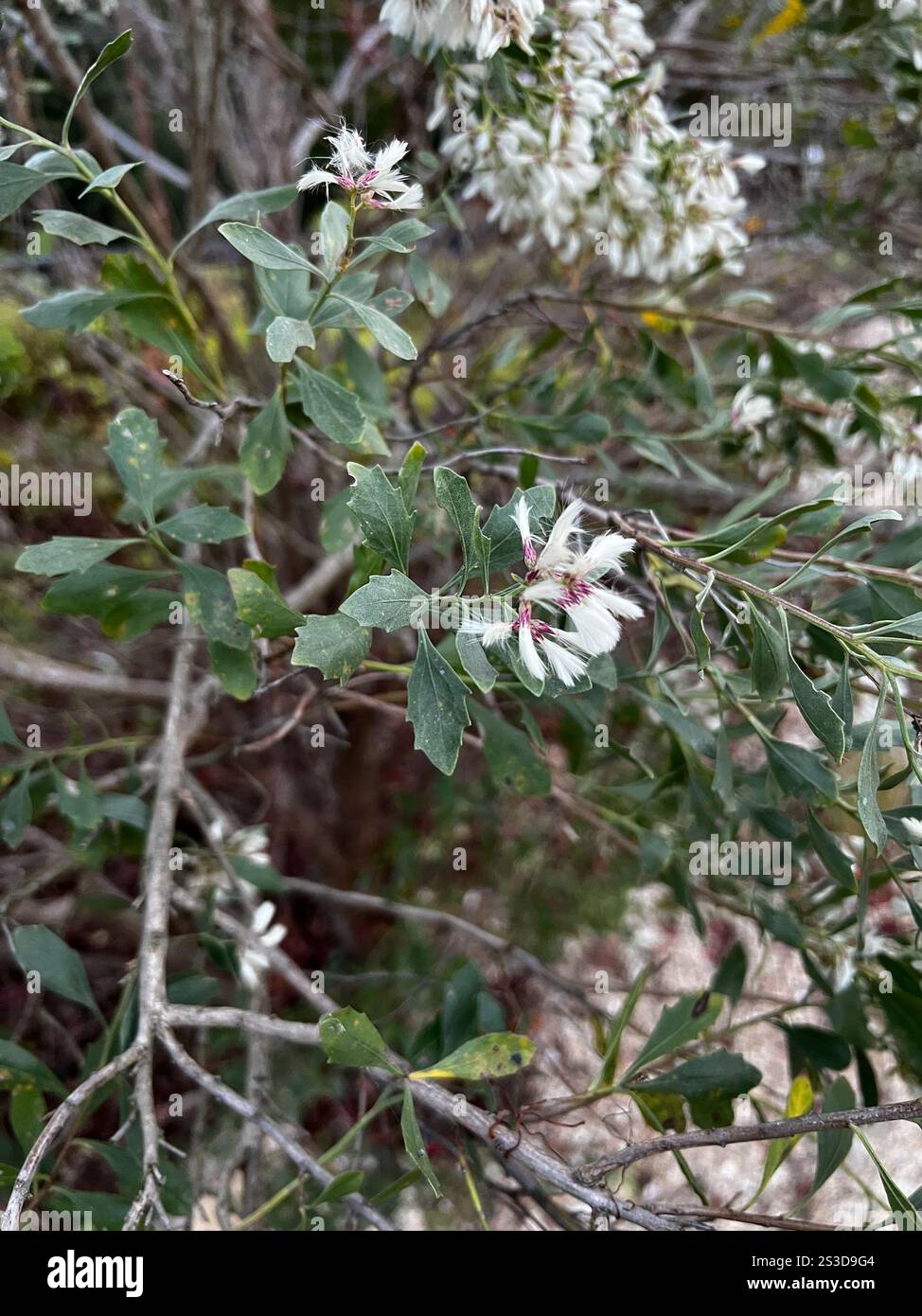 groundsel tree (Baccharis halimifolia Stock Photo - Alamy