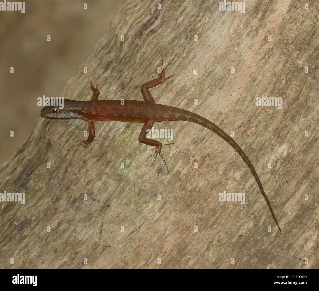 Asian Forest Skinks (Sphenomorphus Stock Photo - Alamy