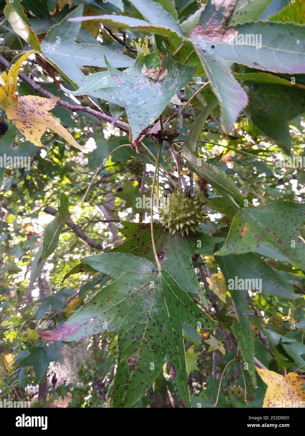 American sweetgum (Liquidambar styraciflua Stock Photo - Alamy