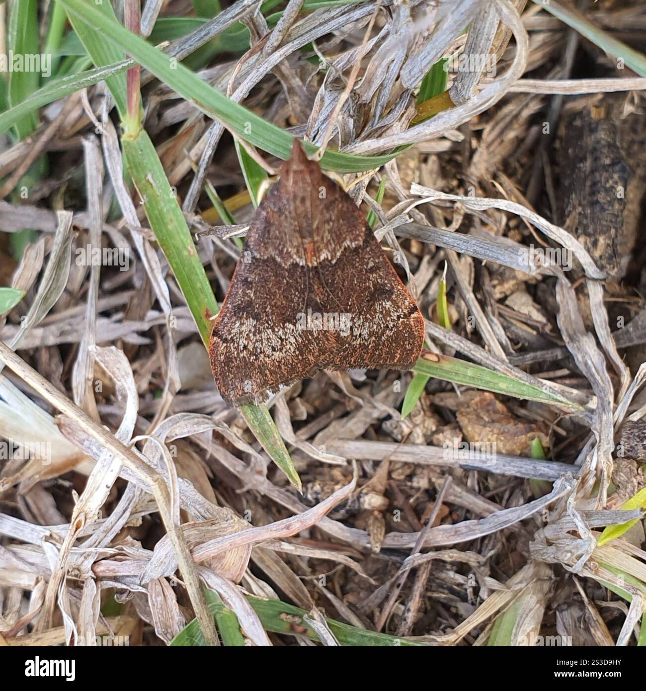 Tree lucerne moth hi-res stock photography and images - Alamy