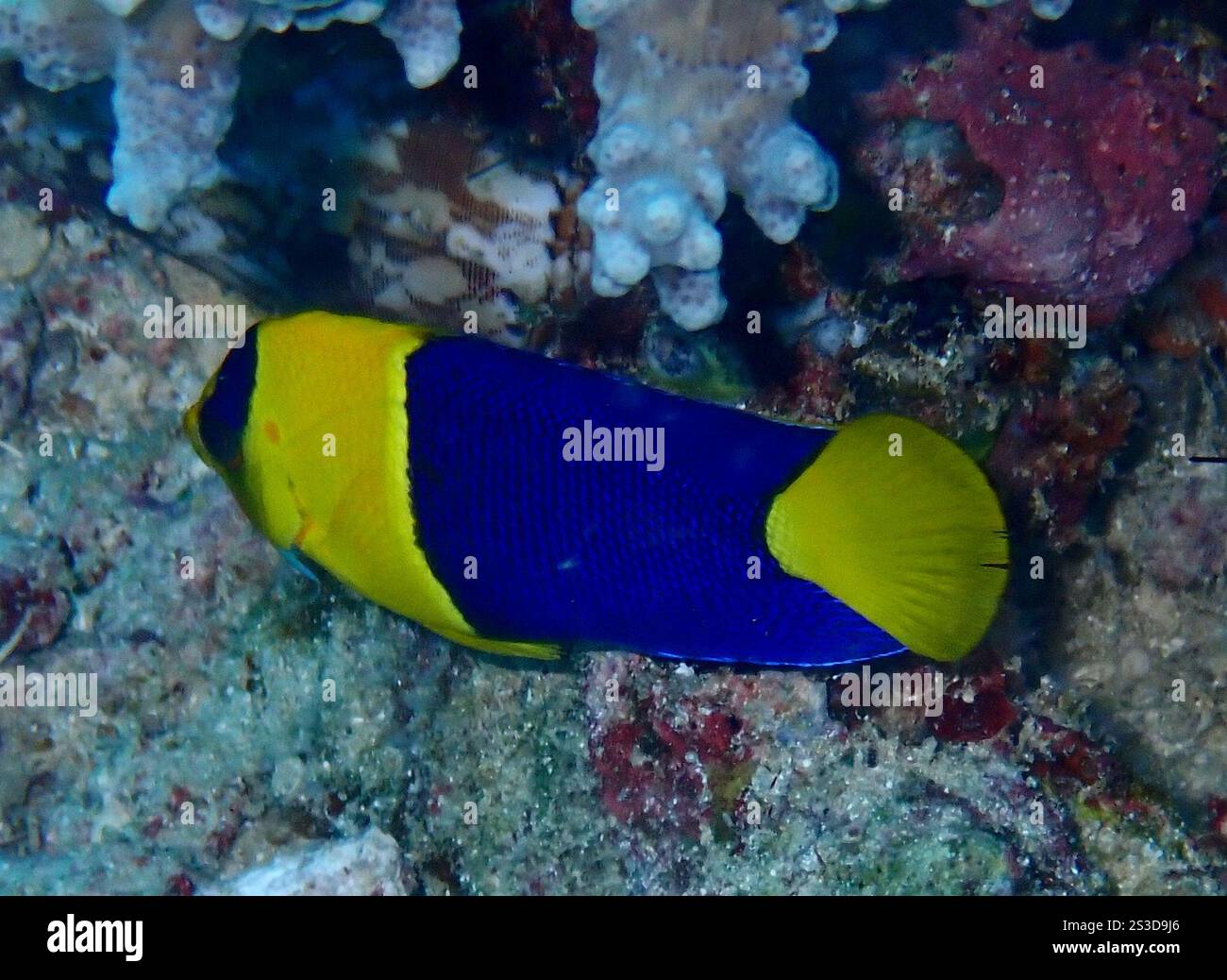 Bicolor Angelfish (Centropyge bicolor Stock Photo - Alamy