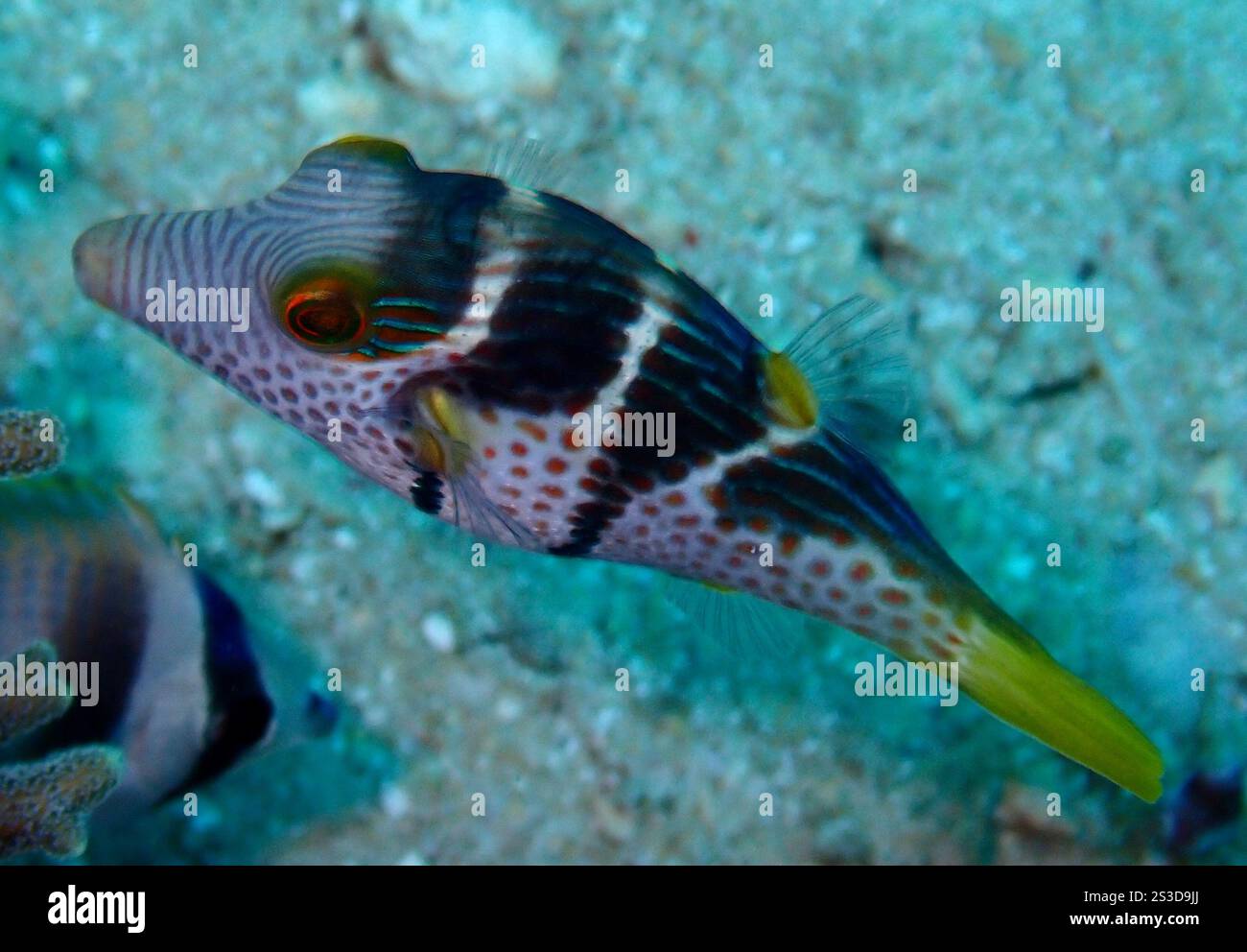 Blacksaddle Toby (Canthigaster valentini Stock Photo - Alamy