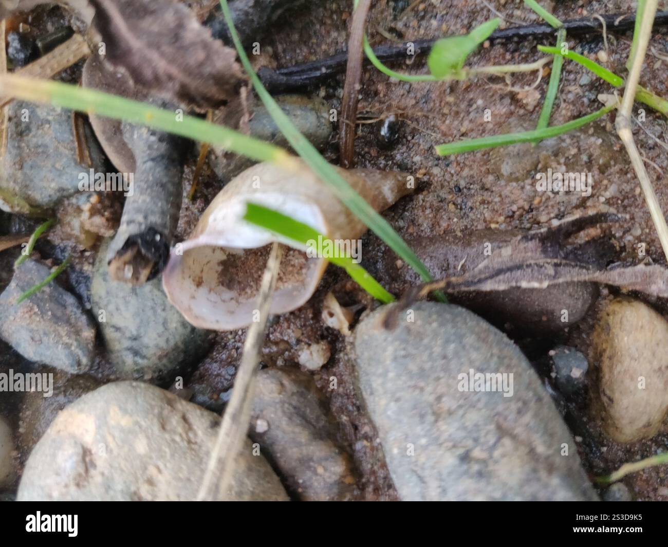 Great Pond Snail (Lymnaea stagnalis Stock Photo - Alamy