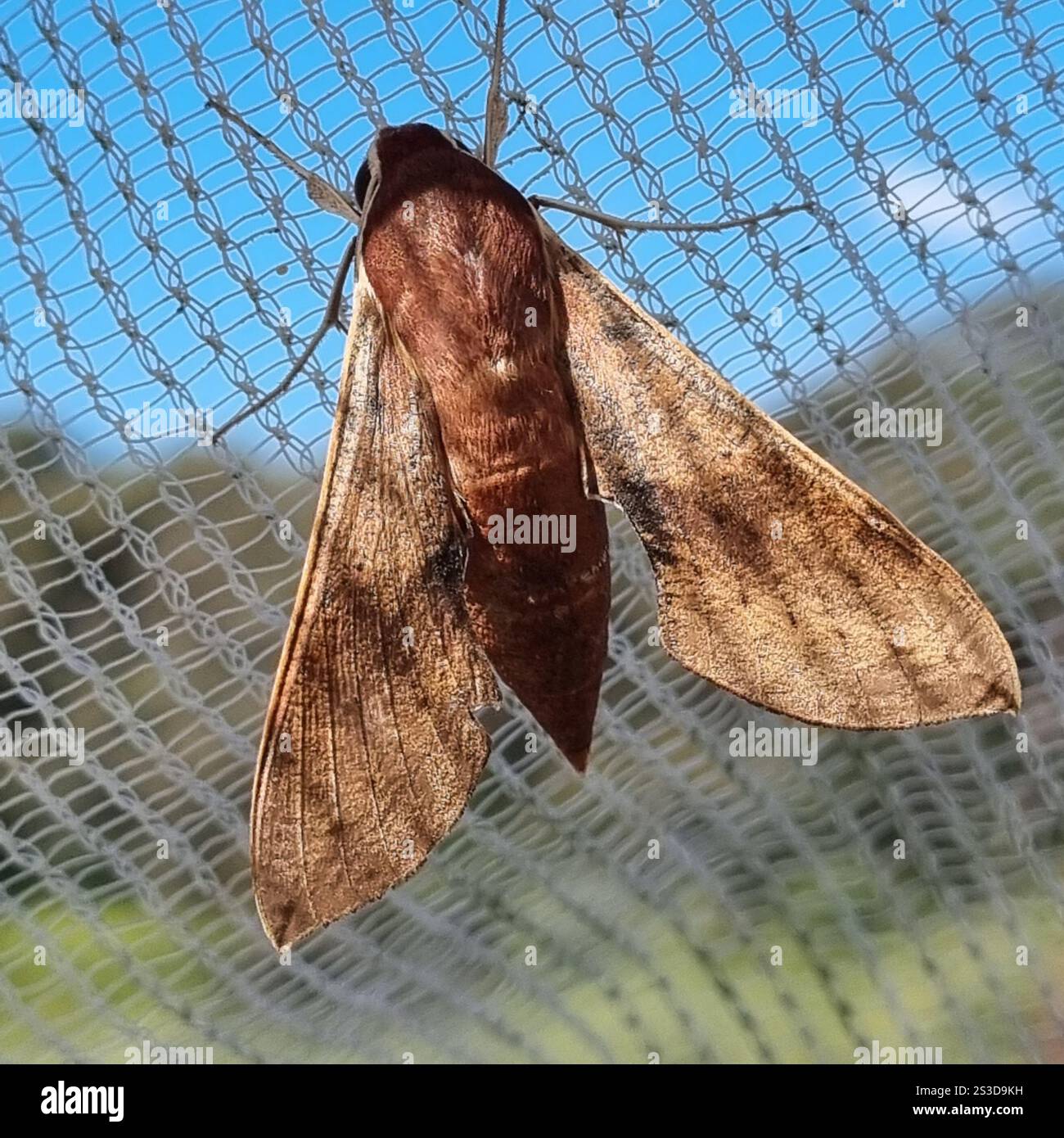 Coprosma Hawk Moth (Hippotion scrofa Stock Photo - Alamy