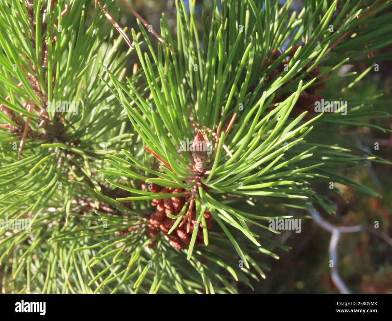 Shore Pine (Pinus contorta contorta Stock Photo - Alamy