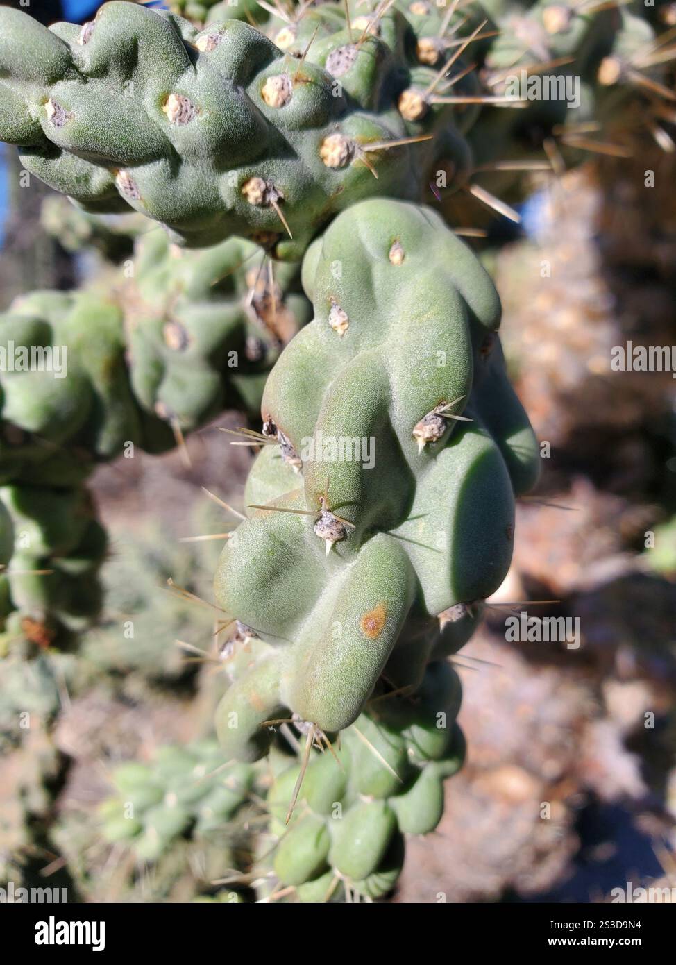 Chain-fruit Cholla (Cylindropuntia fulgida Stock Photo - Alamy