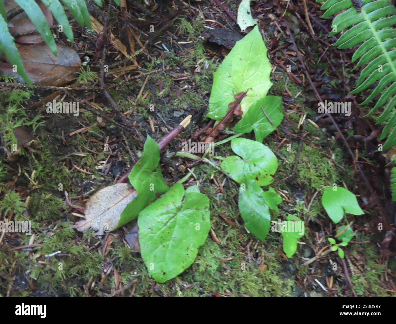 western rattlesnake root (Nabalus alatus Stock Photo - Alamy