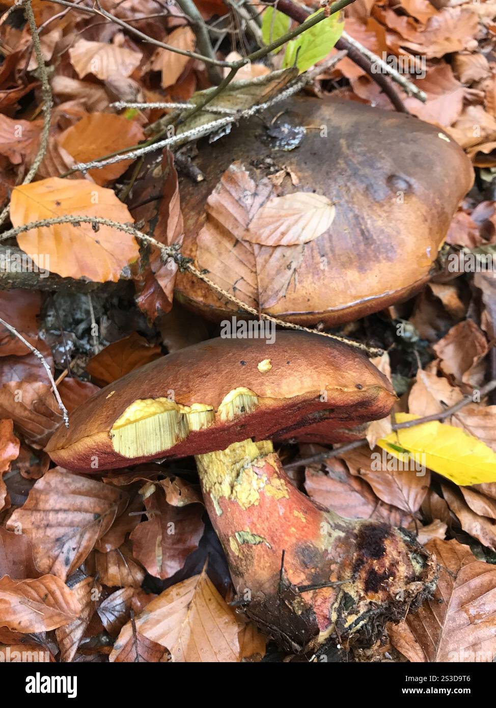 Dotted Stem Bolete (Neoboletus erythropus Stock Photo - Alamy
