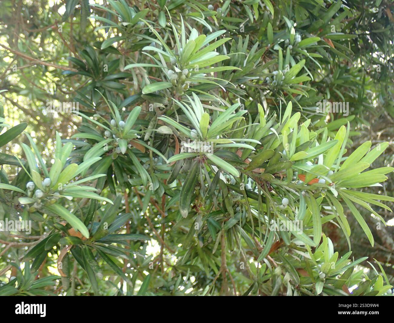real yellowwood (Podocarpus latifolius Stock Photo - Alamy