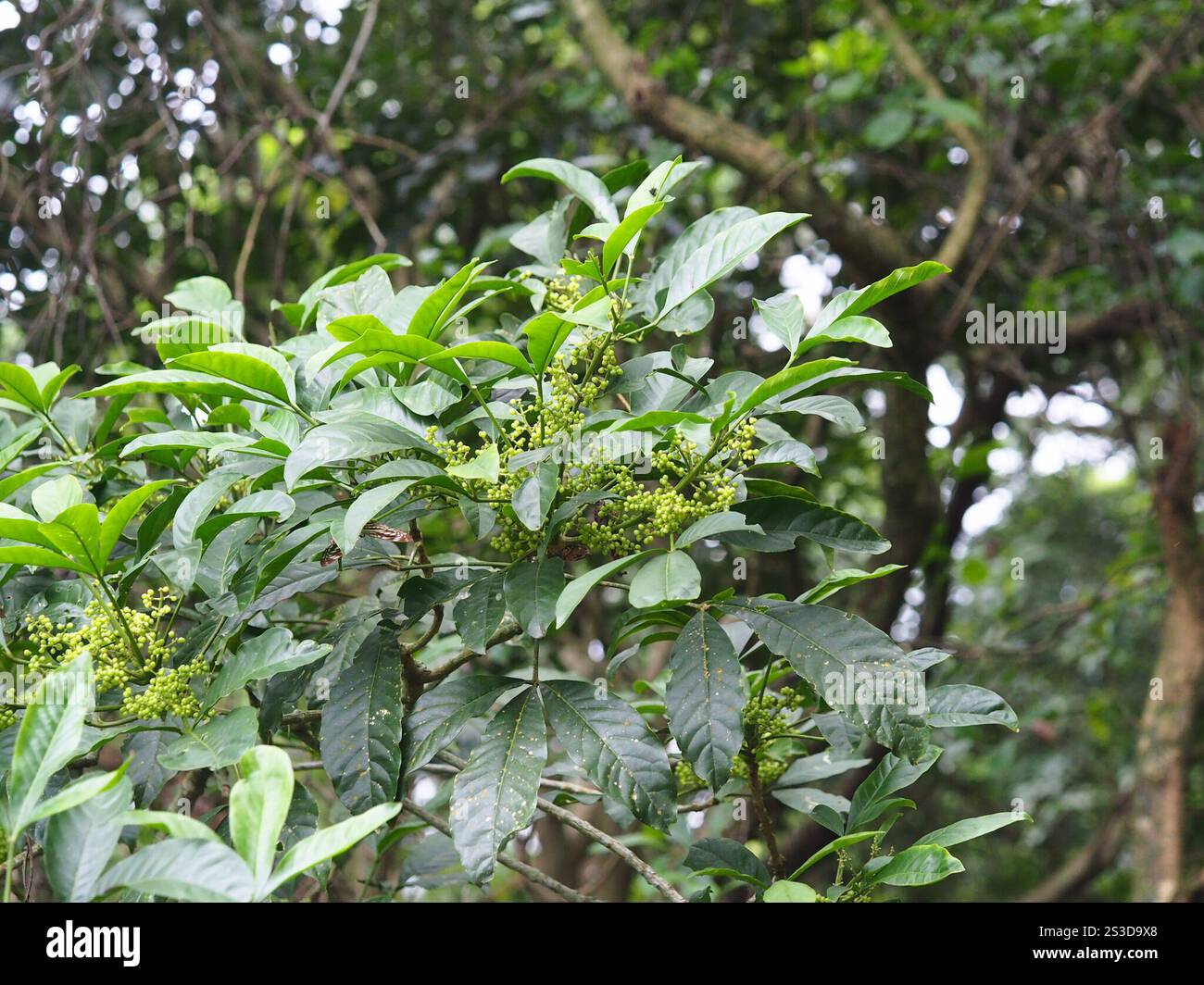 Thin-Evodia (Melicope pteleifolia Stock Photo - Alamy