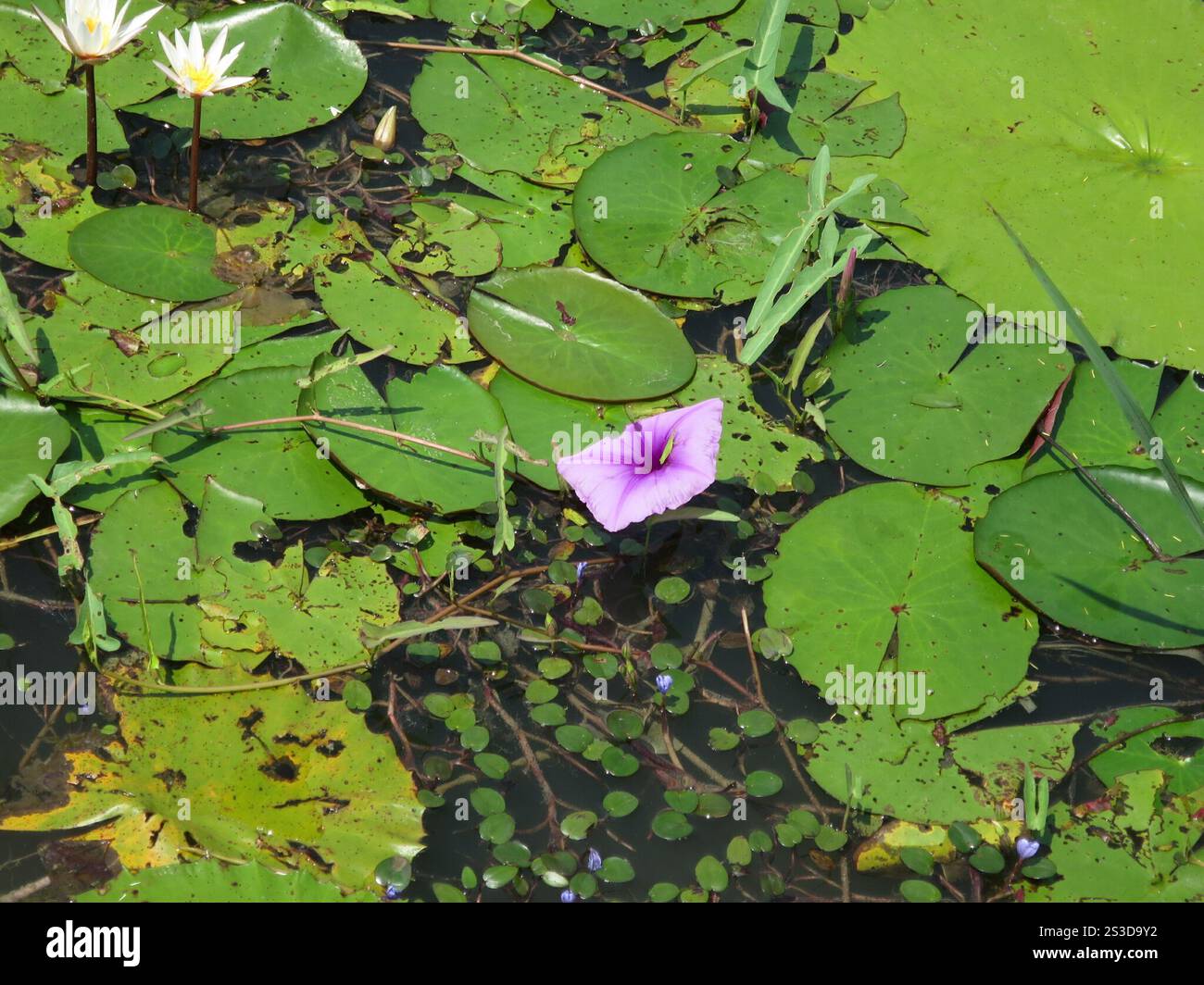 Water Morning Glory (Ipomoea aquatica Stock Photo - Alamy