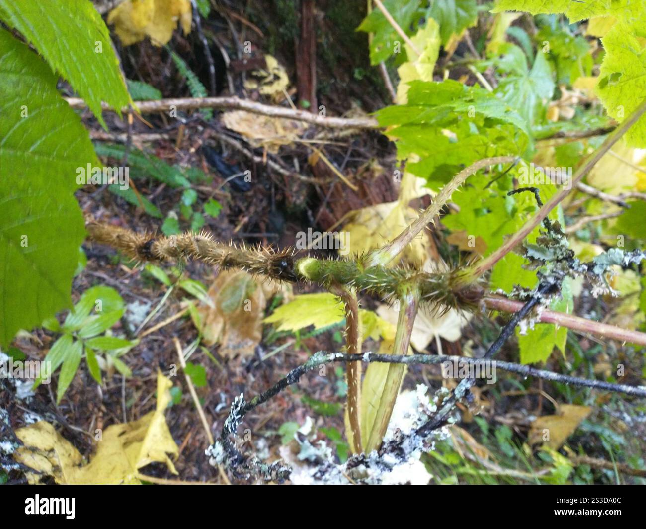Devil's Club (Oplopanax horridus Stock Photo - Alamy