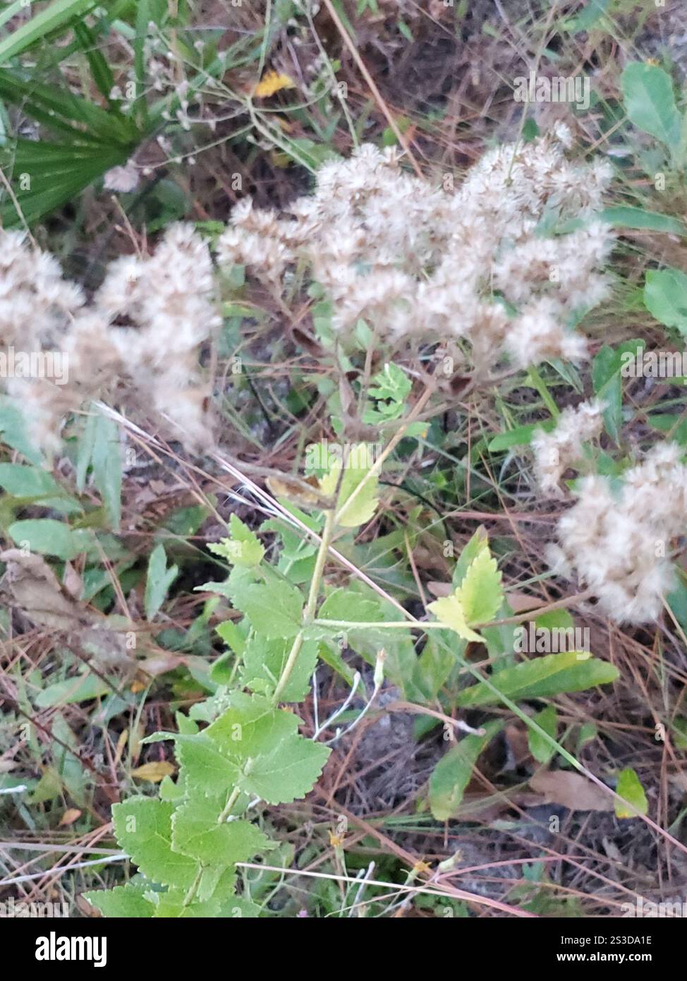 smaller white snakeroot (Ageratina aromatica Stock Photo - Alamy