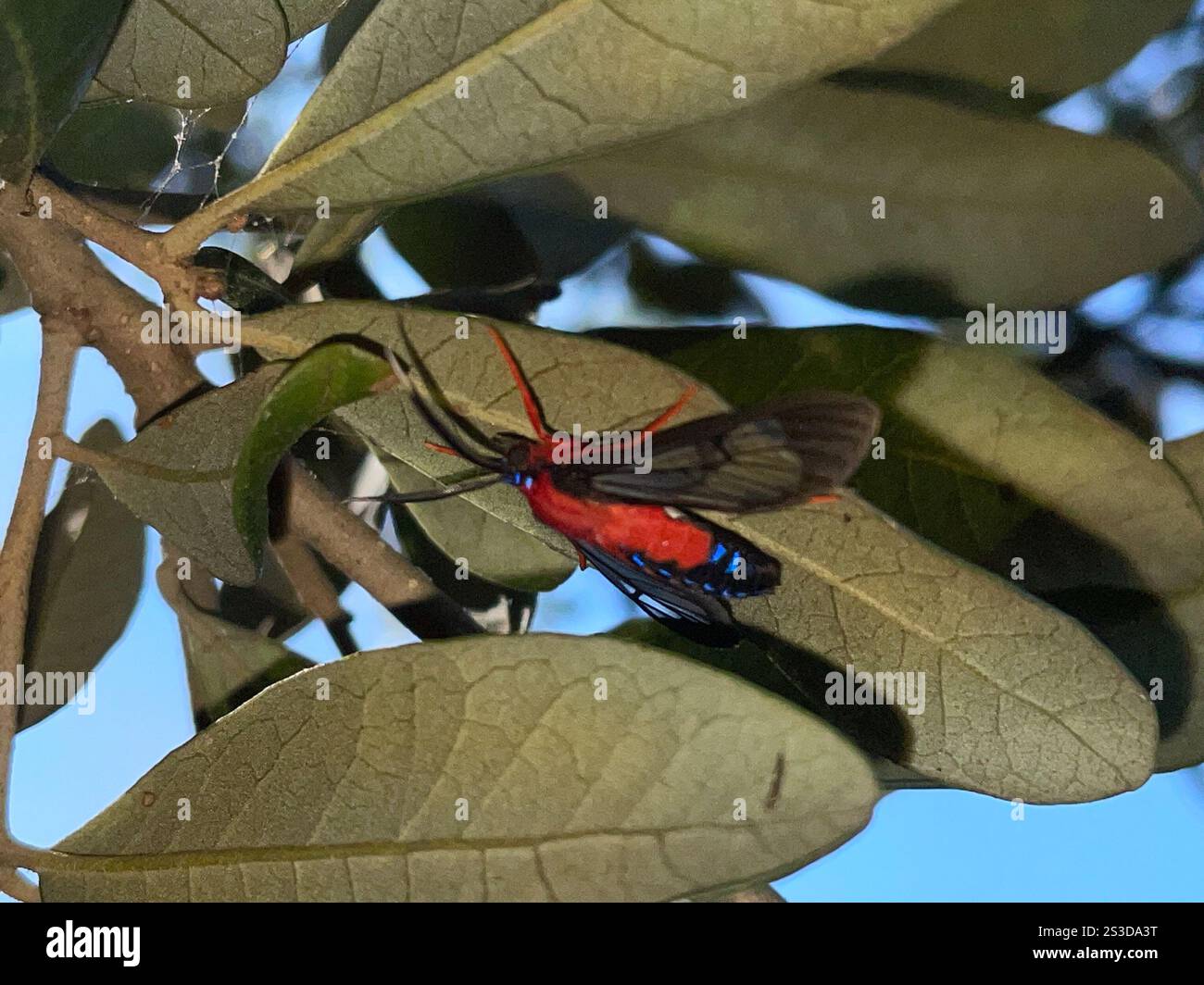 Scarlet-bodied Wasp Moth (Cosmosoma myrodora Stock Photo - Alamy