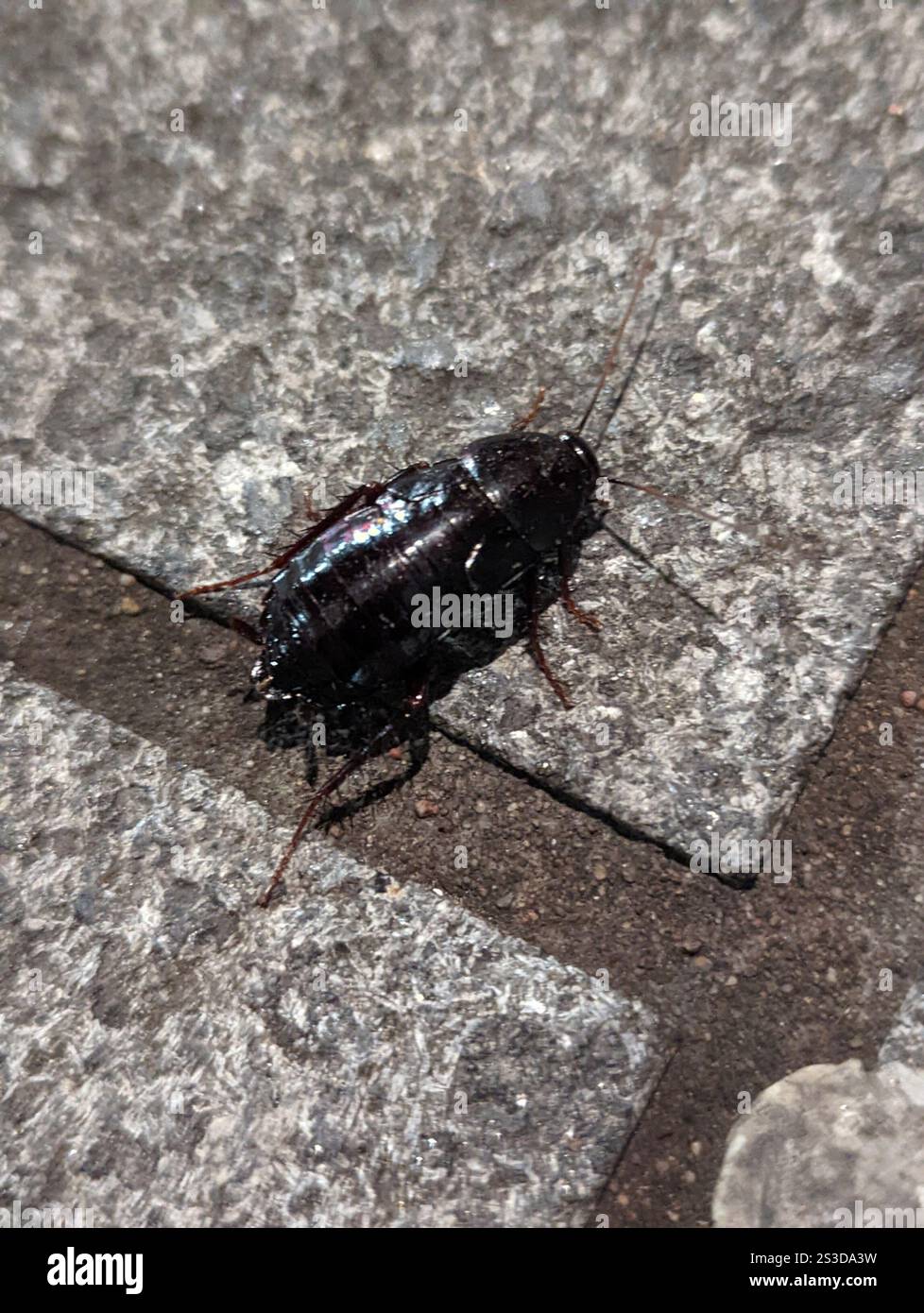 Oriental Cockroach (Blatta orientalis Stock Photo - Alamy