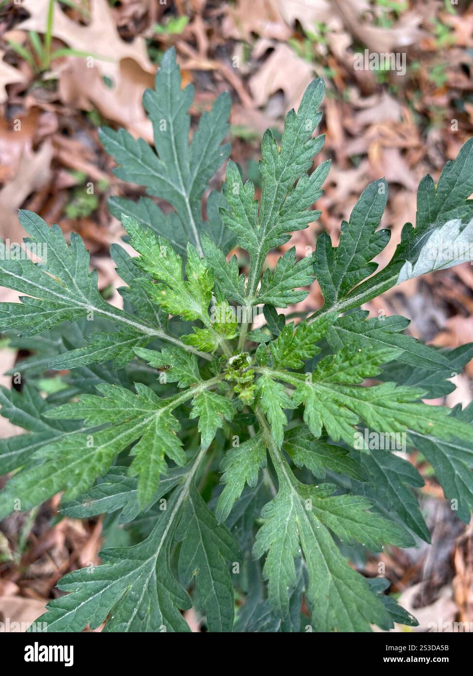 common mugwort (Artemisia vulgaris Stock Photo - Alamy