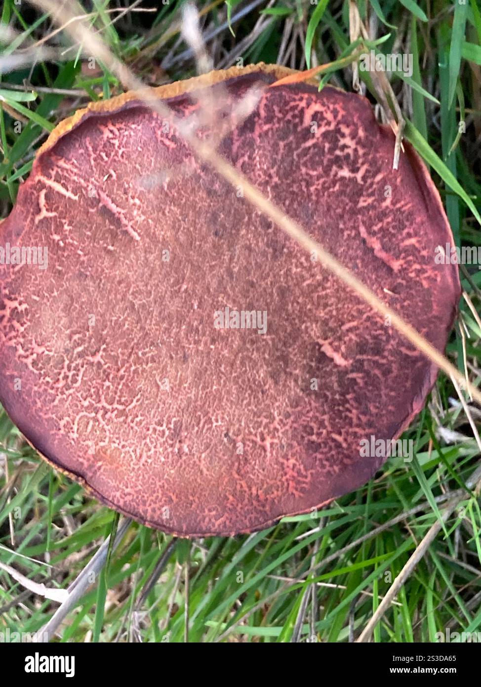 Red-cracking Bolete (Xerocomellus chrysenteron Stock Photo - Alamy