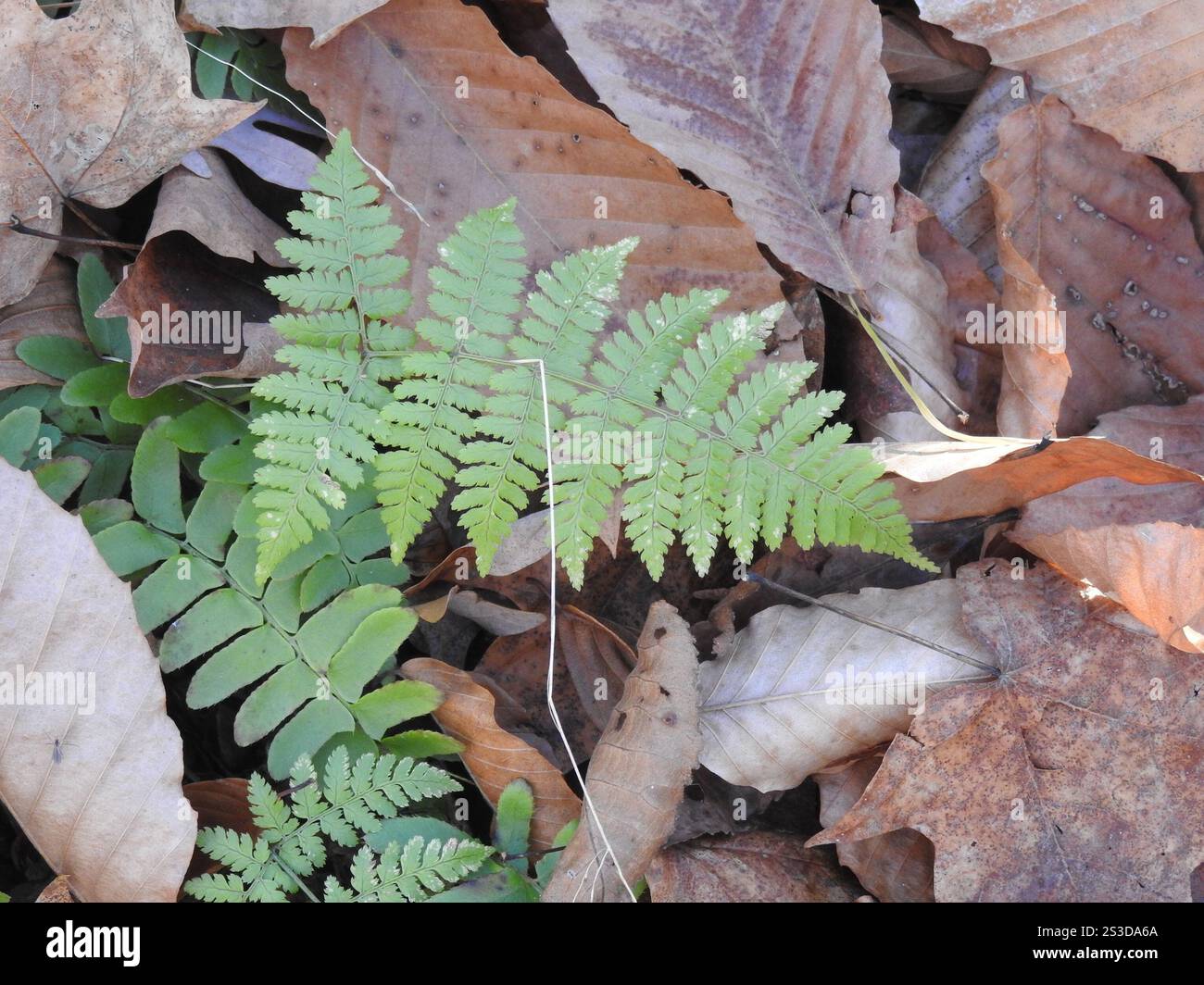 intermediate wood fern (Dryopteris intermedia Stock Photo - Alamy