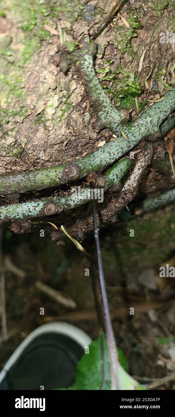 Kangaroo Fern (Microsorum pustulatum pustulatum Stock Photo - Alamy