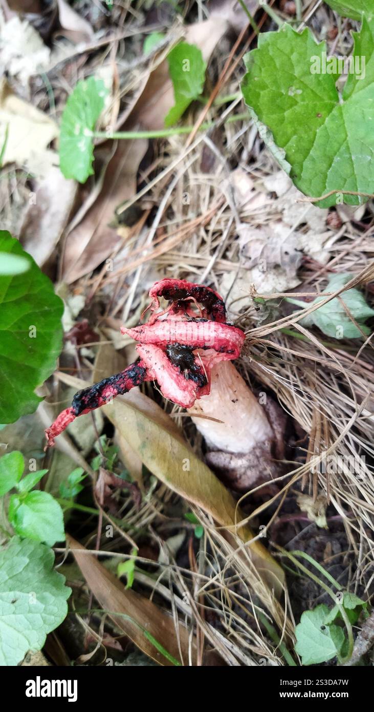 devil's-fingers (Clathrus archeri Stock Photo - Alamy